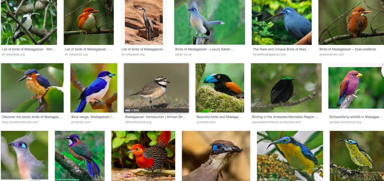 Bird Watching Specialists and Experts in Madagascar - Birdwatching ...