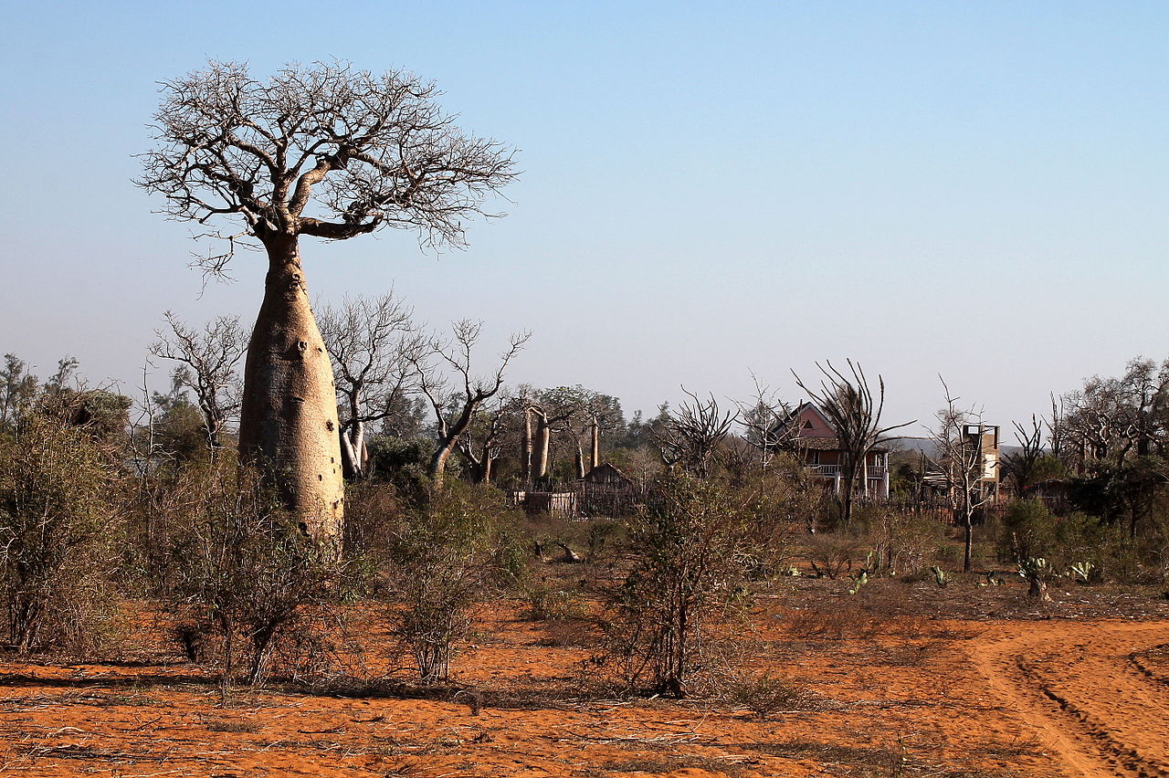 Half Day Reserve of Reniala Tour from Tulear Madagascar